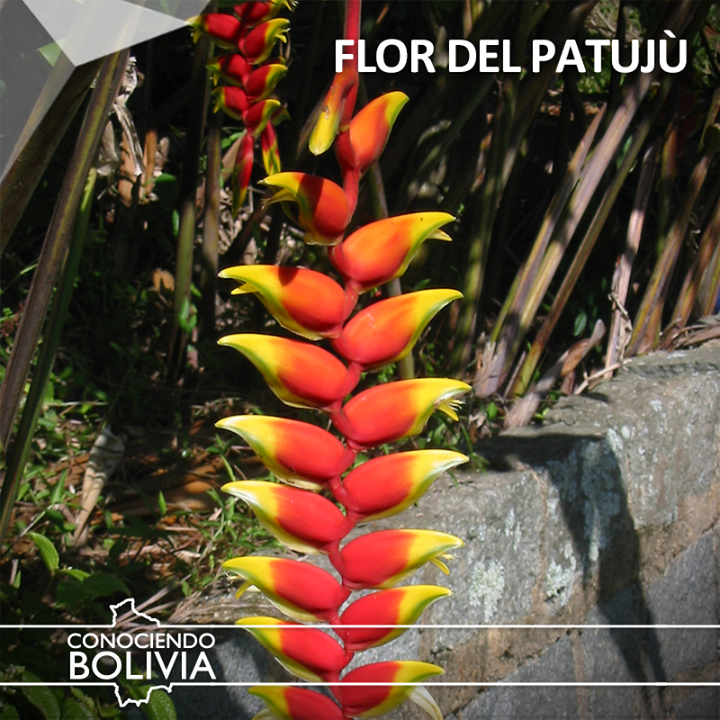 Bolivia: Flor del patuju