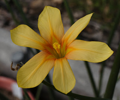 Growing Cool Plants: Moraea Hybrids Update 2012