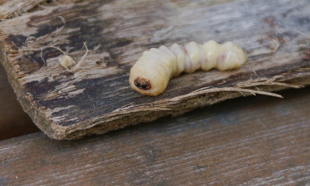 Am I Bugging You Yet?: Home Sweet Home for Grubs