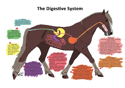The Equine Digestive System (Diagram)