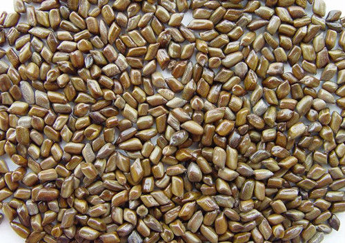 Chakramarda (Cassia tora): A wonder herb for skin diesease