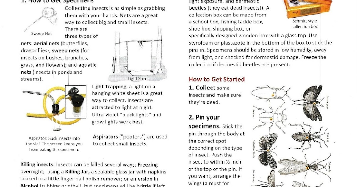 Bug Eric: Make an Insect Collection