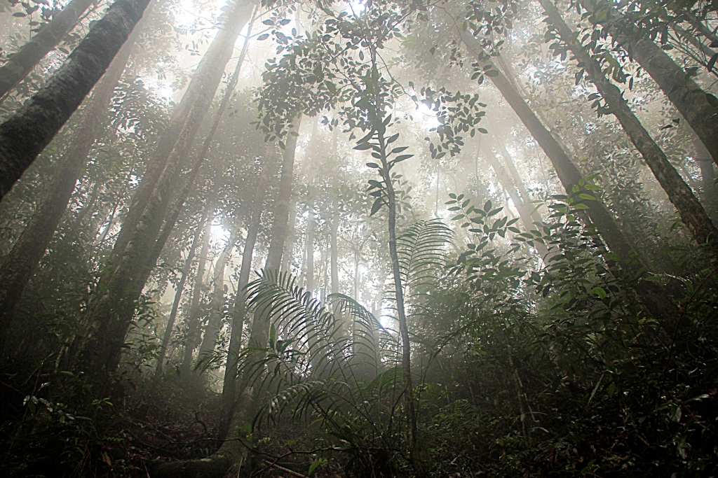 Inilah Ekspedisi Gunung Djadi "Gunung Pertama" di Riau - Kompasiana.com