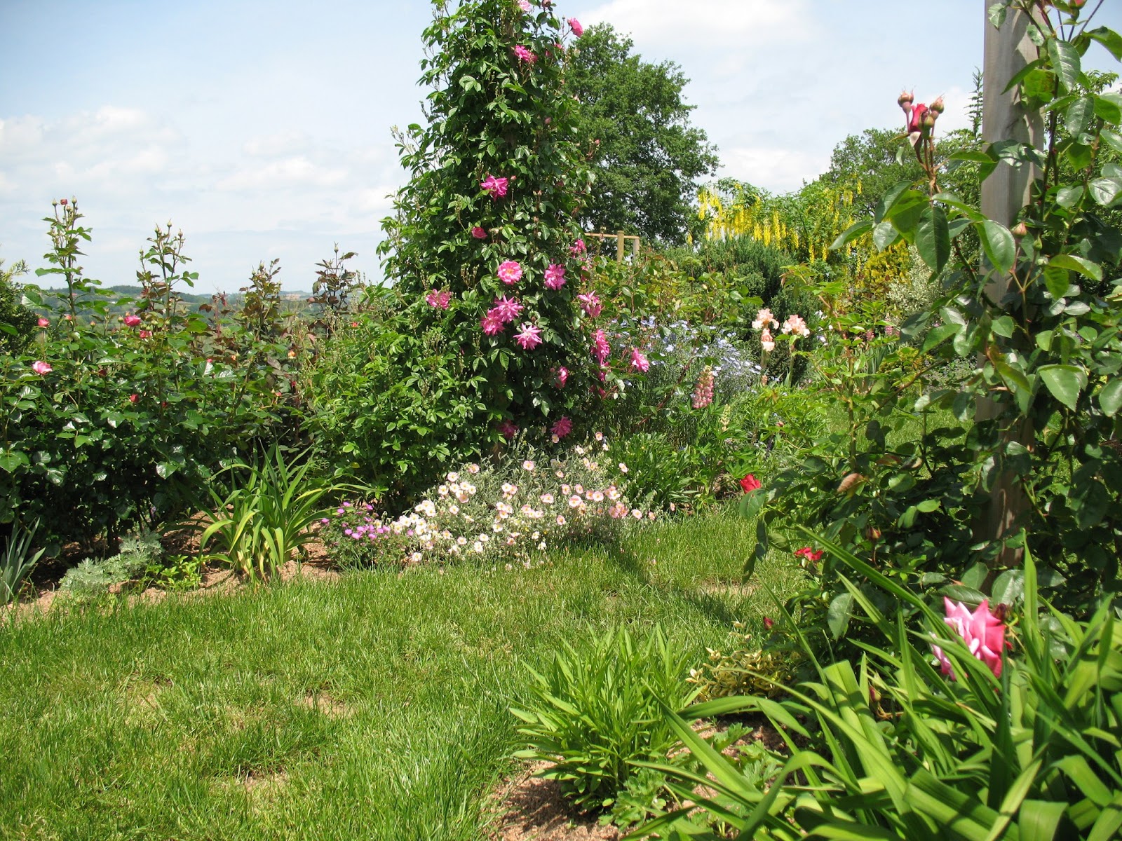 Roses du jardin Chêneland: Lin vivace bleu