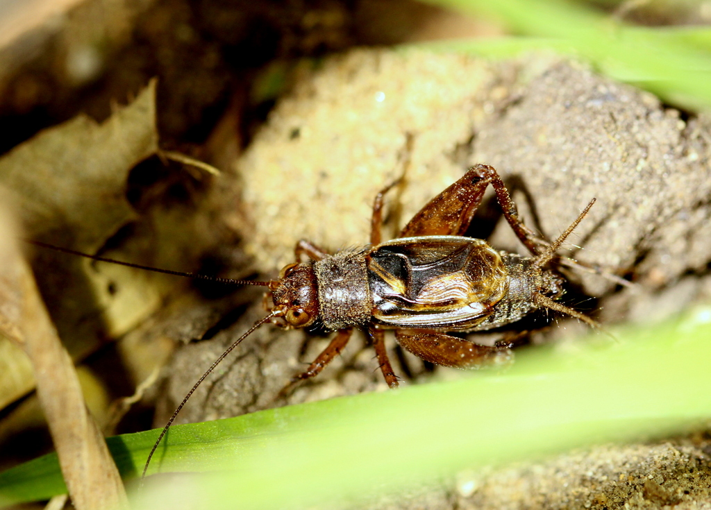 Listening in Nature: Sparkling or Tinkling?