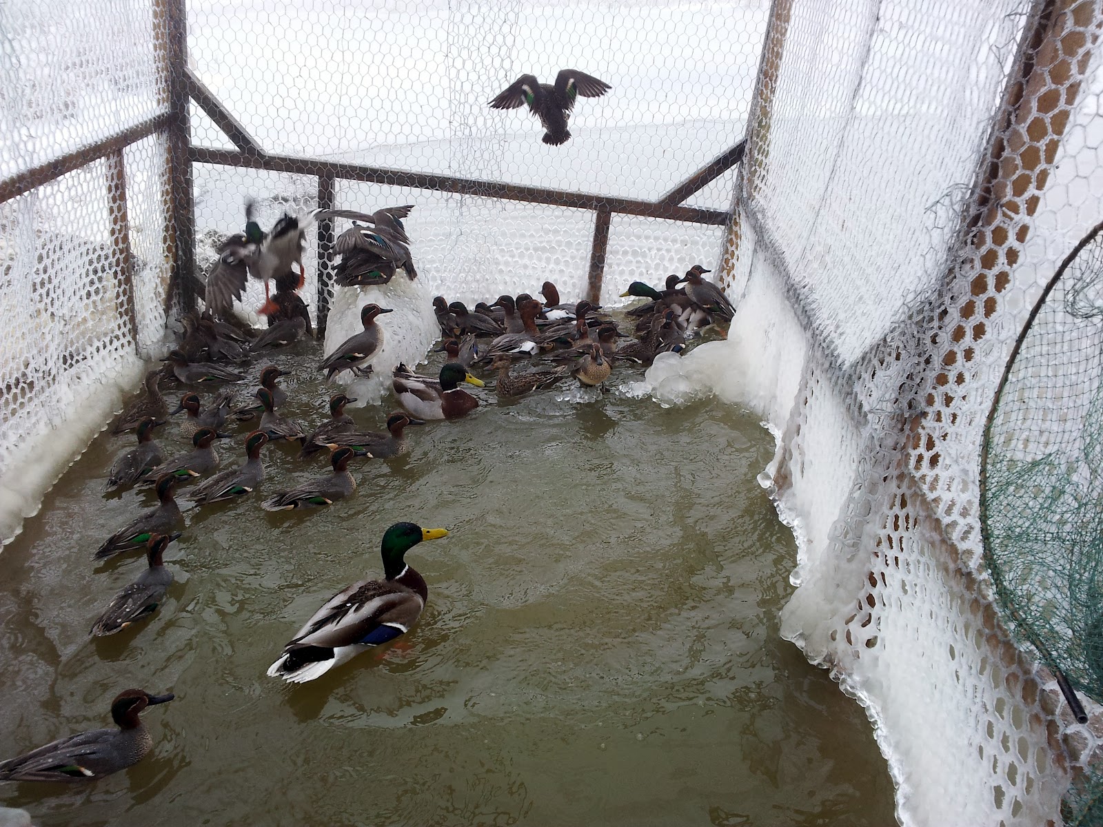 Lower Derwent Valley National Nature Reserve: 08/02/12 - ‘Teally good ...