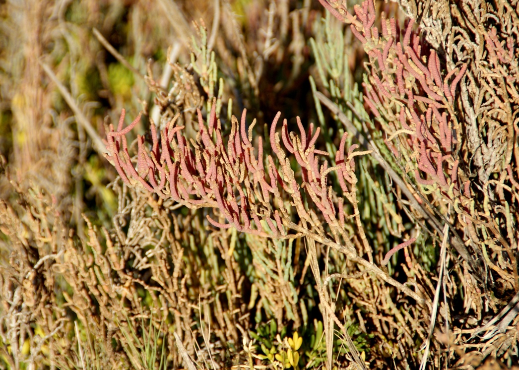 A photo, A thought............: Plant: Salicornia or pickleweed.......