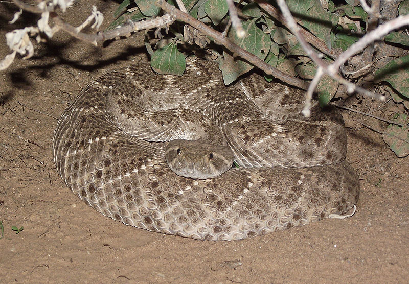 Ophidiophilia: Arizona Epic Part 1