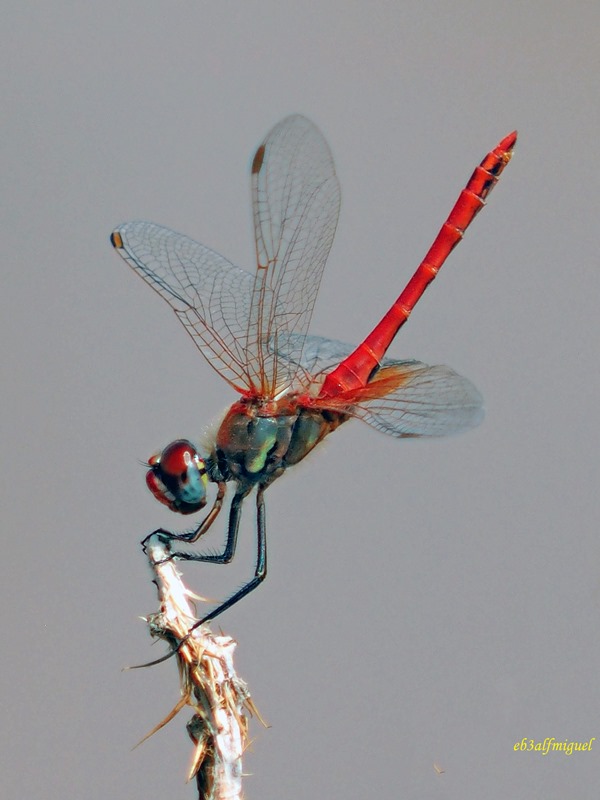Miguel fotografia: Libélula roja (Sympetrum sanguineum)