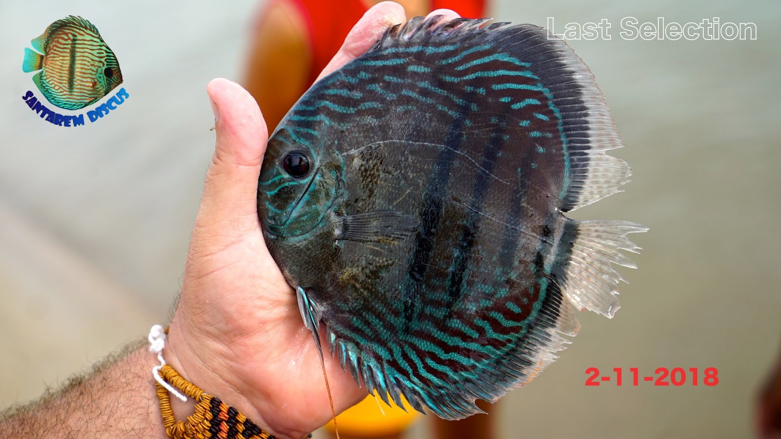 Discus Since 1987 : Wild Discus Selection