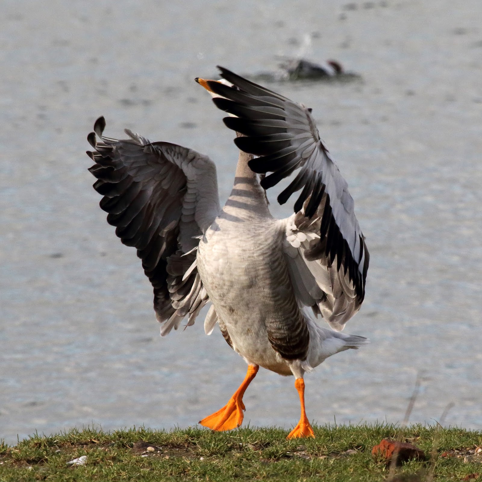 BO629HR: De dans van een Indische gans