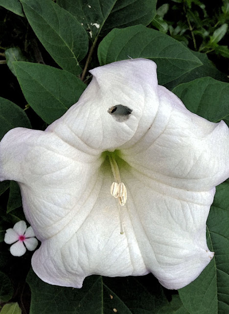 True Adventures of an Art Addict: The National Botanical Gardens and ...