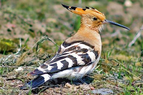 Lebanon Attractions - Bird Watching | LEBANESE RECIPES