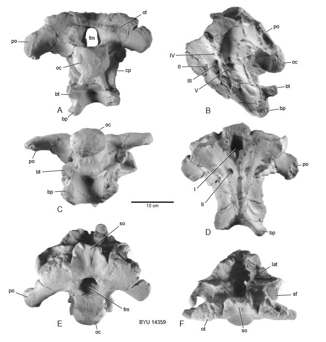 EL JOVE PALEONTÒLEG: Els dinosaures de l'any 2017: Moabosaurus utahensis.