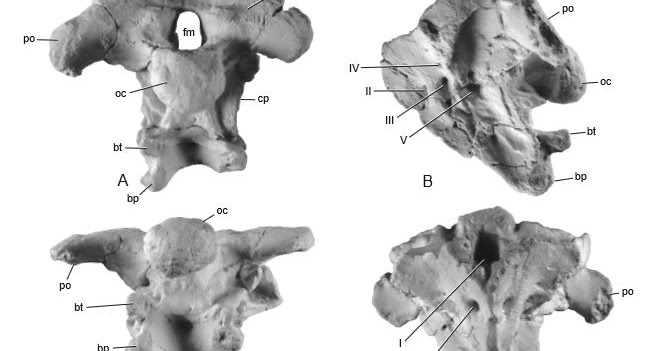EL JOVE PALEONTÒLEG: Els dinosaures de l'any 2017: Moabosaurus utahensis.