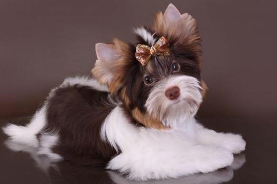 Yorki z Doliny Scarlett: Wzorzec Rasy Biro Yorkshire Terrier