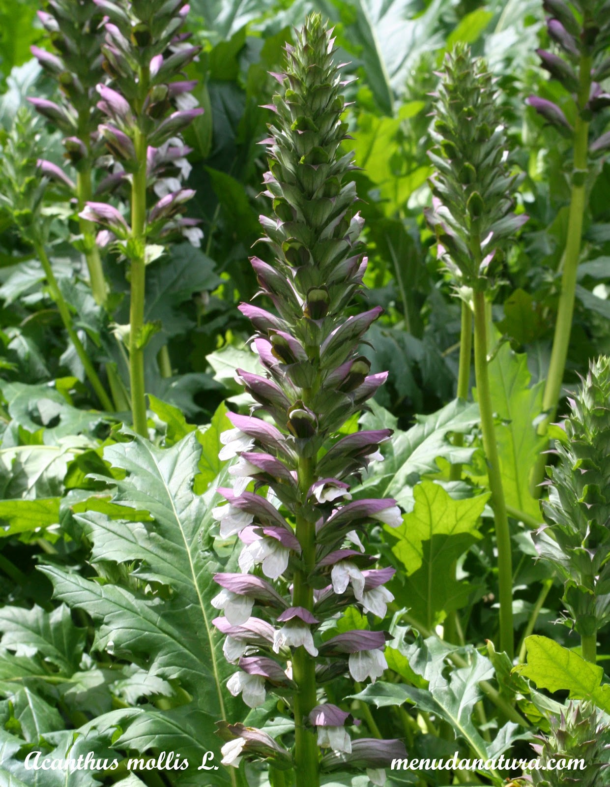 El Jardí de Menuda Natura: Acant