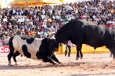 "Cuidemos al Toro": 17/04/11 - 24/04/11