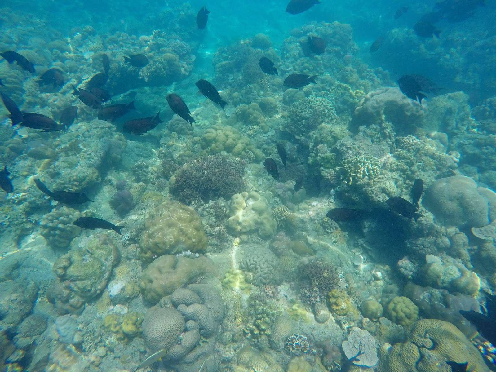 Binukbok View Point Resort, Bauan Batangas: Get your flippers ready ...