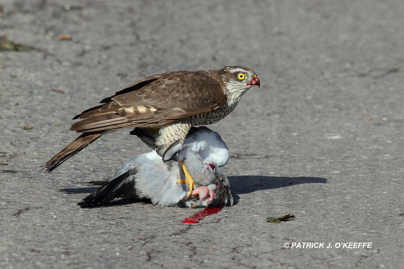 Raw Birds: EURASIAN SPARROWHAWK (Accipiter nisus) female with freshly ...