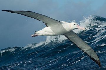 Albatros errante o albatros viajero (Diomedea exulans)