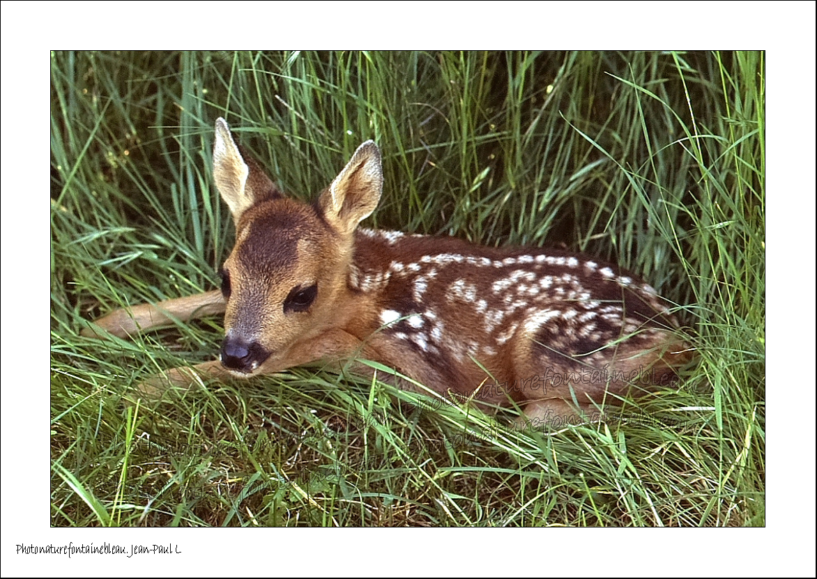 Le miroir du chevreuil 2016 027