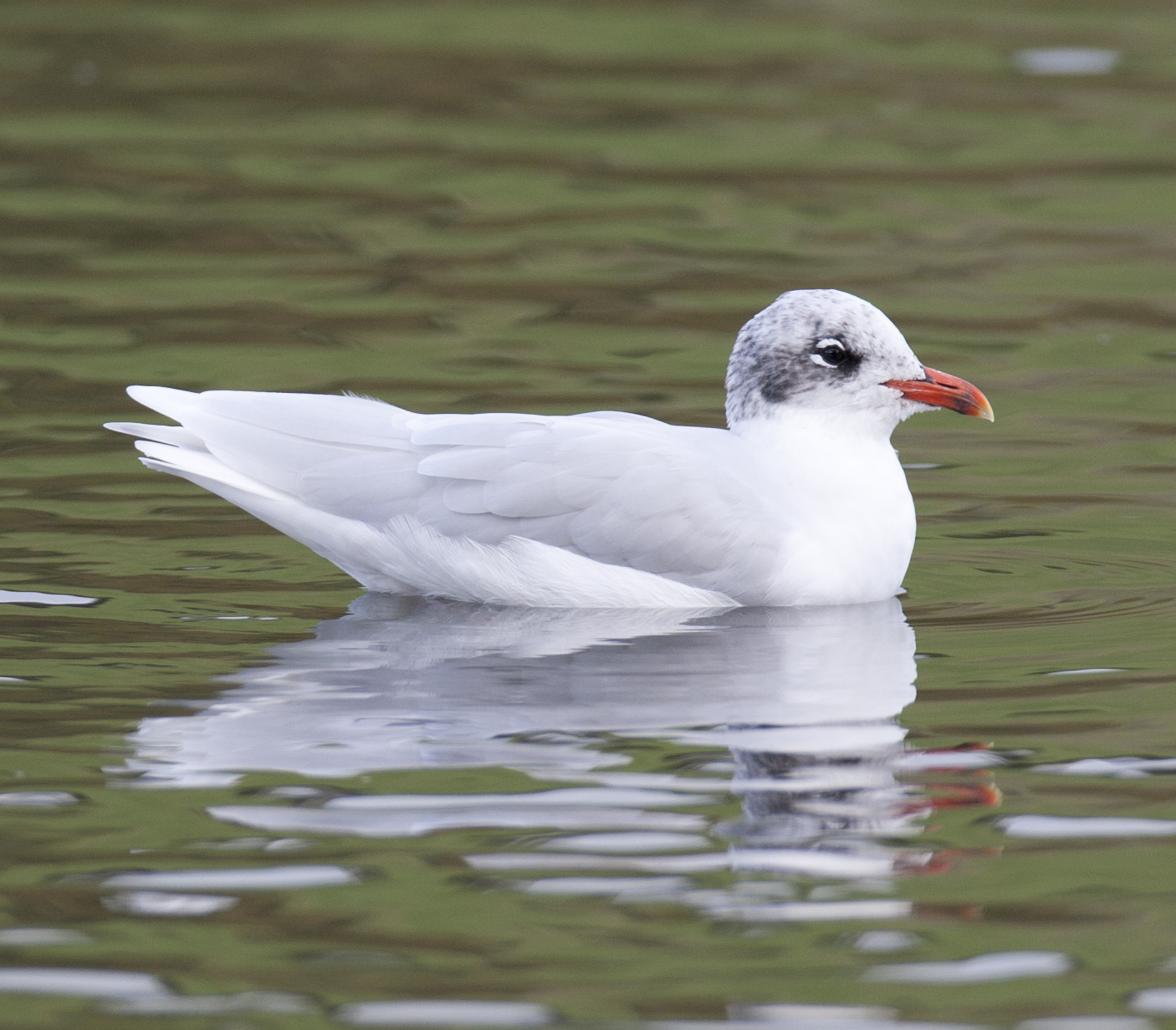 Murfs Wildlife : Mediterranean Gull