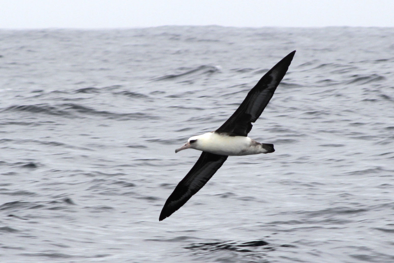 Wisdom Albatross Has Baby At Age 66