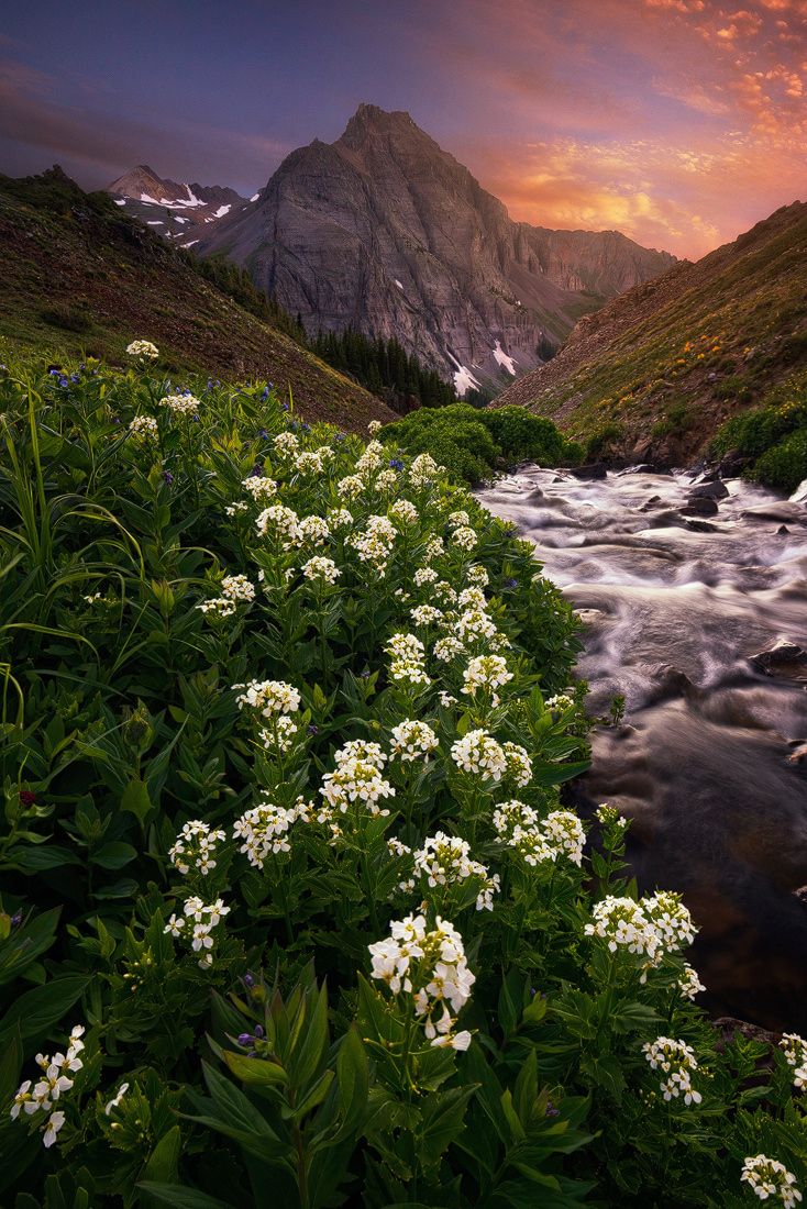 In the valley - wildflowers in full bloom, Gilpin Peak, San Juan ...