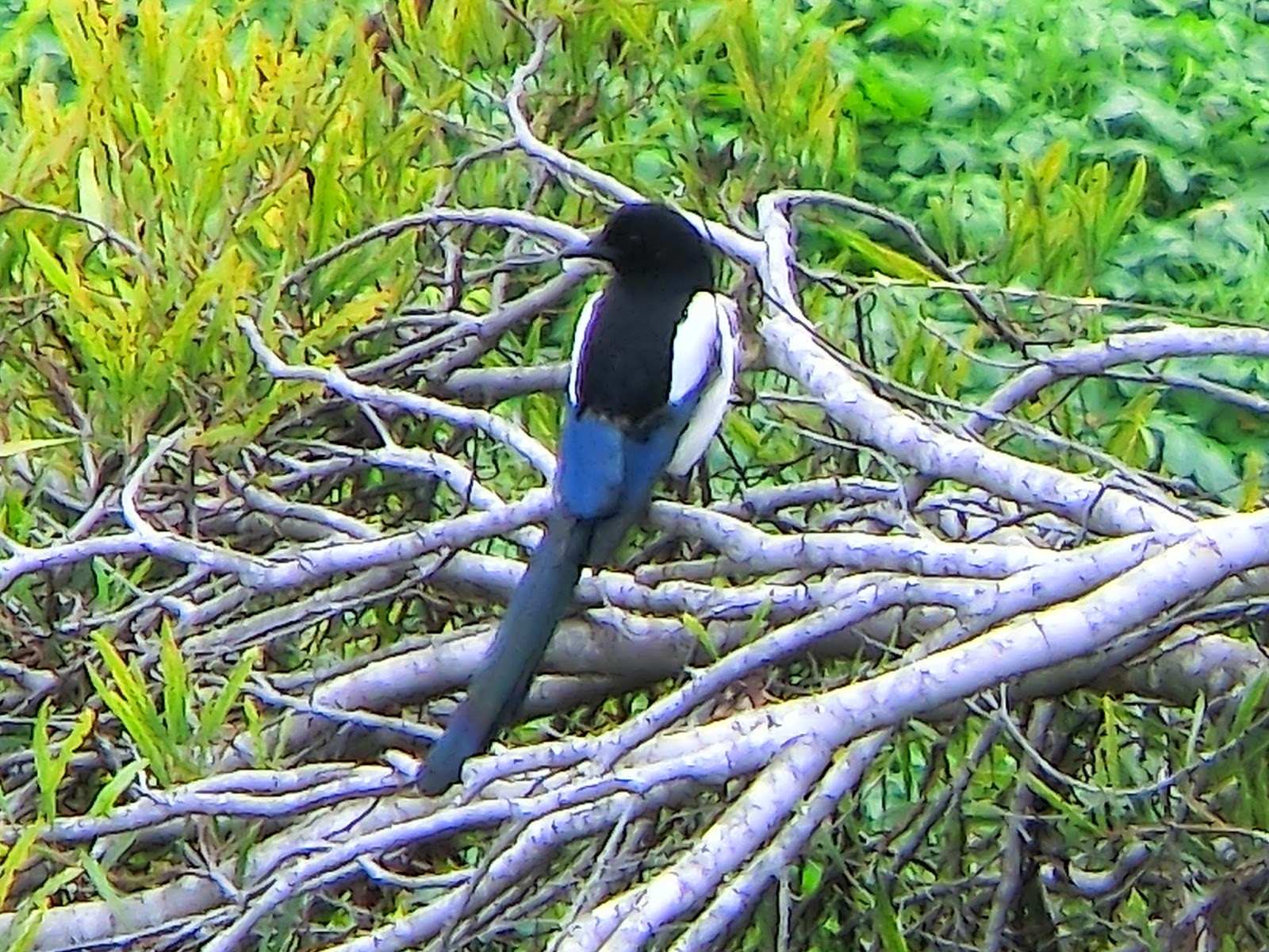 Santuario de aves: Urraca pica pica