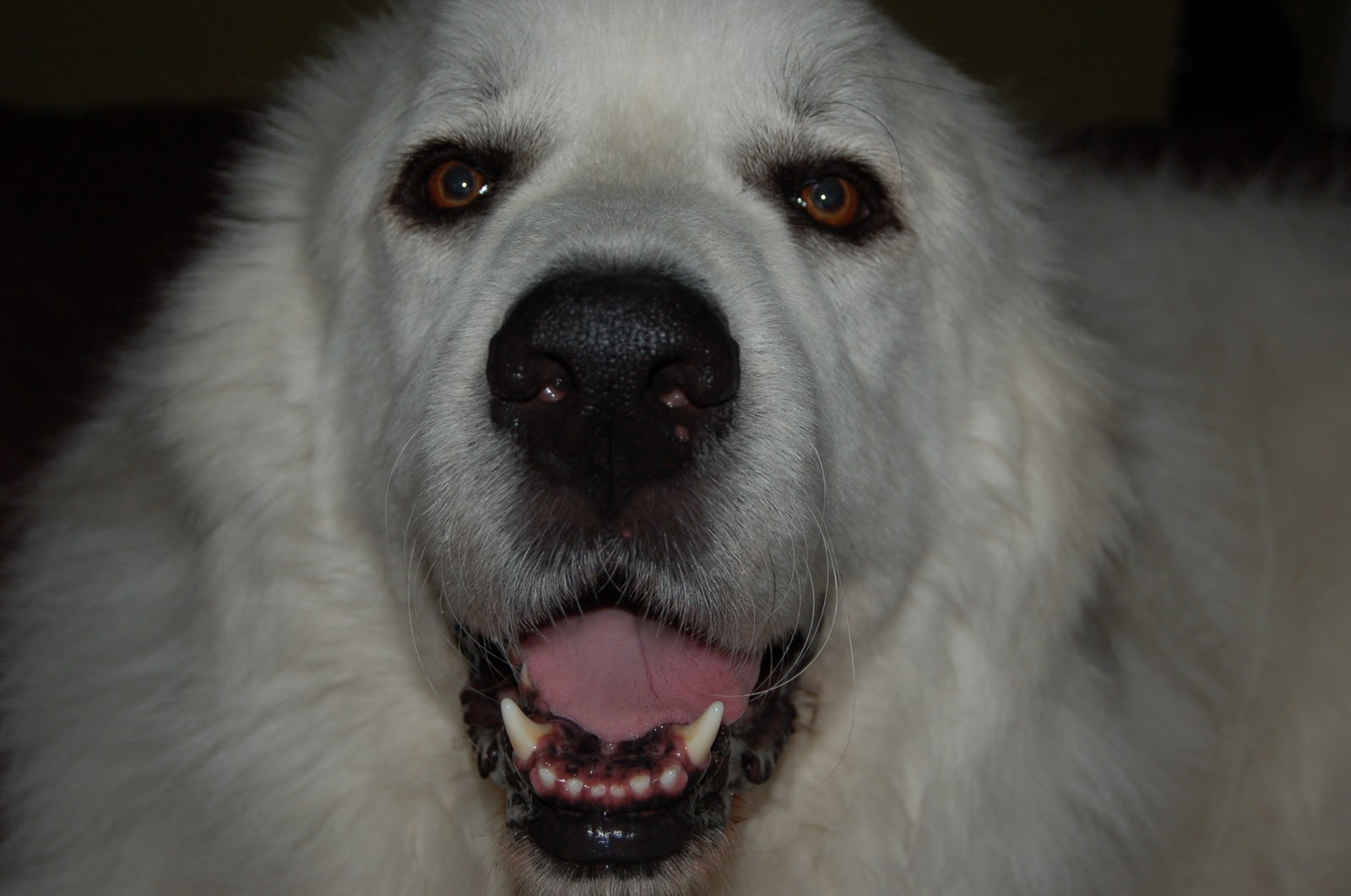 Colorado Great Pyrenees Rescue Community: Success Story: Shasta