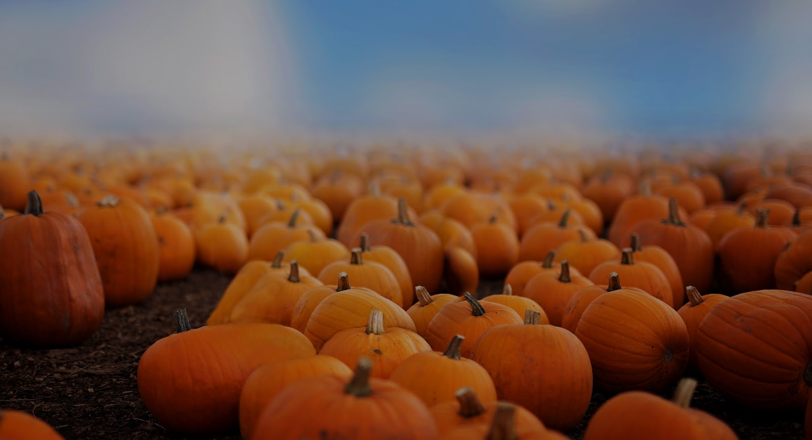Pumpkin Patch Digital Backdrops & Overlays. - Kimla Designs Photography