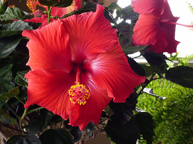 Florida Gardening 101: What Are the Different Kinds of Hibiscus?