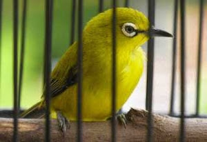 Mengenal Burung Pleci | Burung Gue