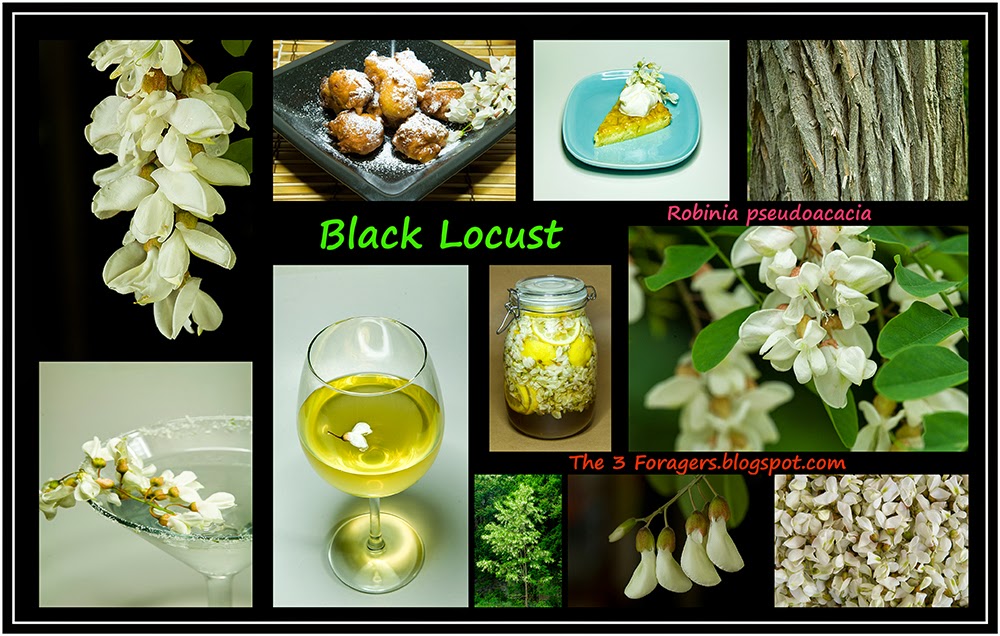 The 3 Foragers: Foraging for Wild, Natural, Organic Food: Black Locust ...