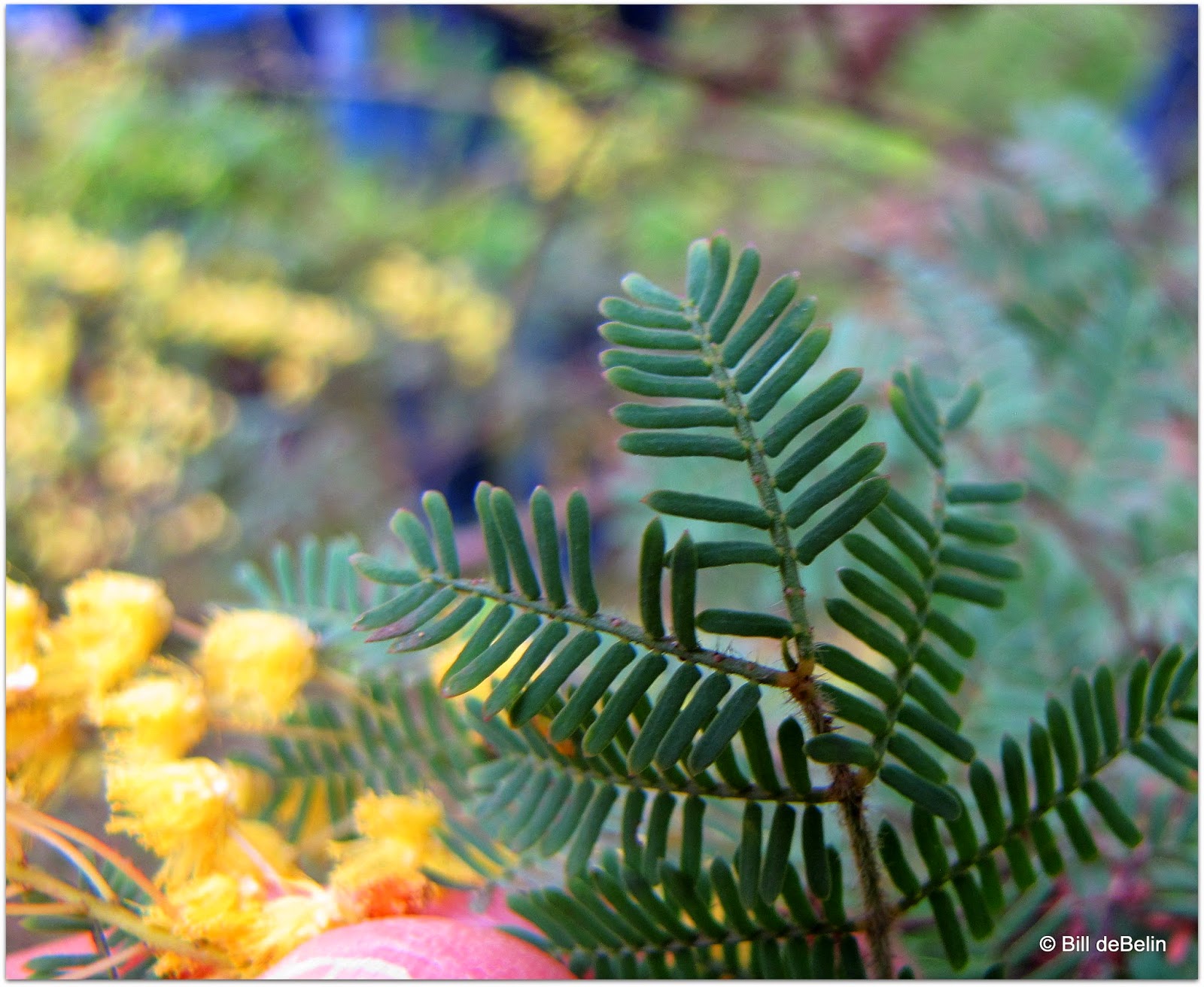 Sydney's Wildflowers and Native Plants: Acacia pubescens - Downy Wattle.