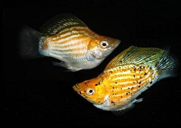 Cara Budidaya Ikan Molly Balon Hiasan Aquarium