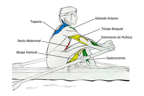 NotiREMO: Montevideo Rowing Club: Beneficios del Remo.