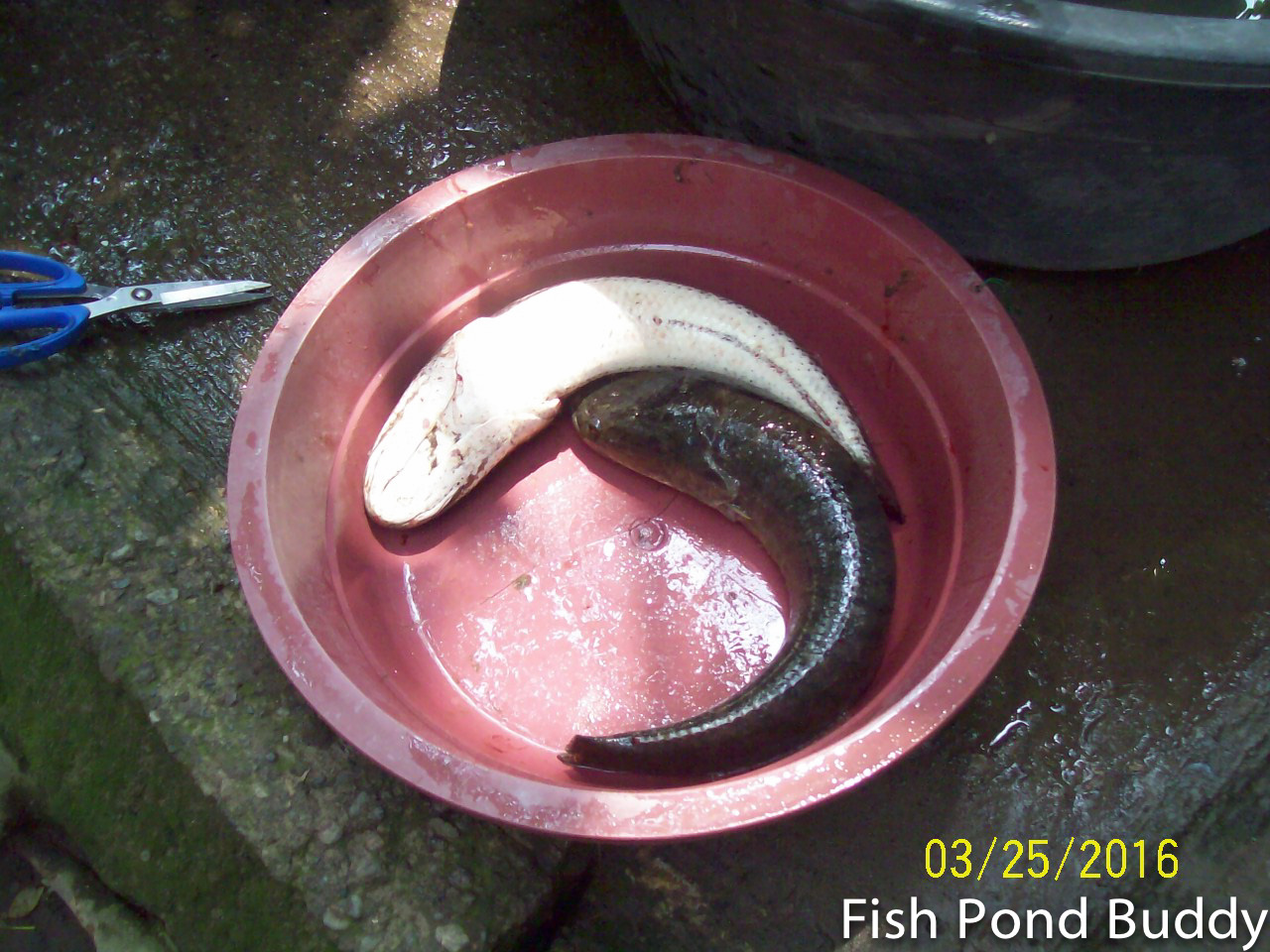 Fish Pond Buddy: How to Clean Mudfish ("Dalag")