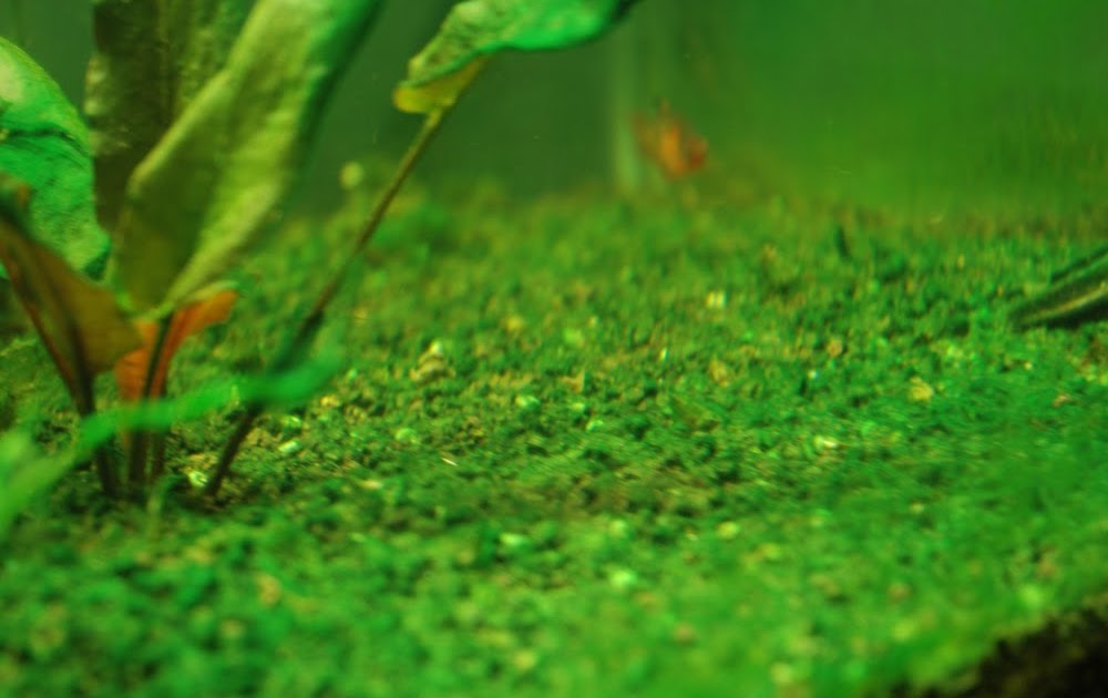 Cyanobacteria Algae Aquarium