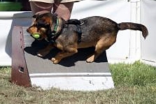 So Fly: Flyball Training Series: Building a Box Turn