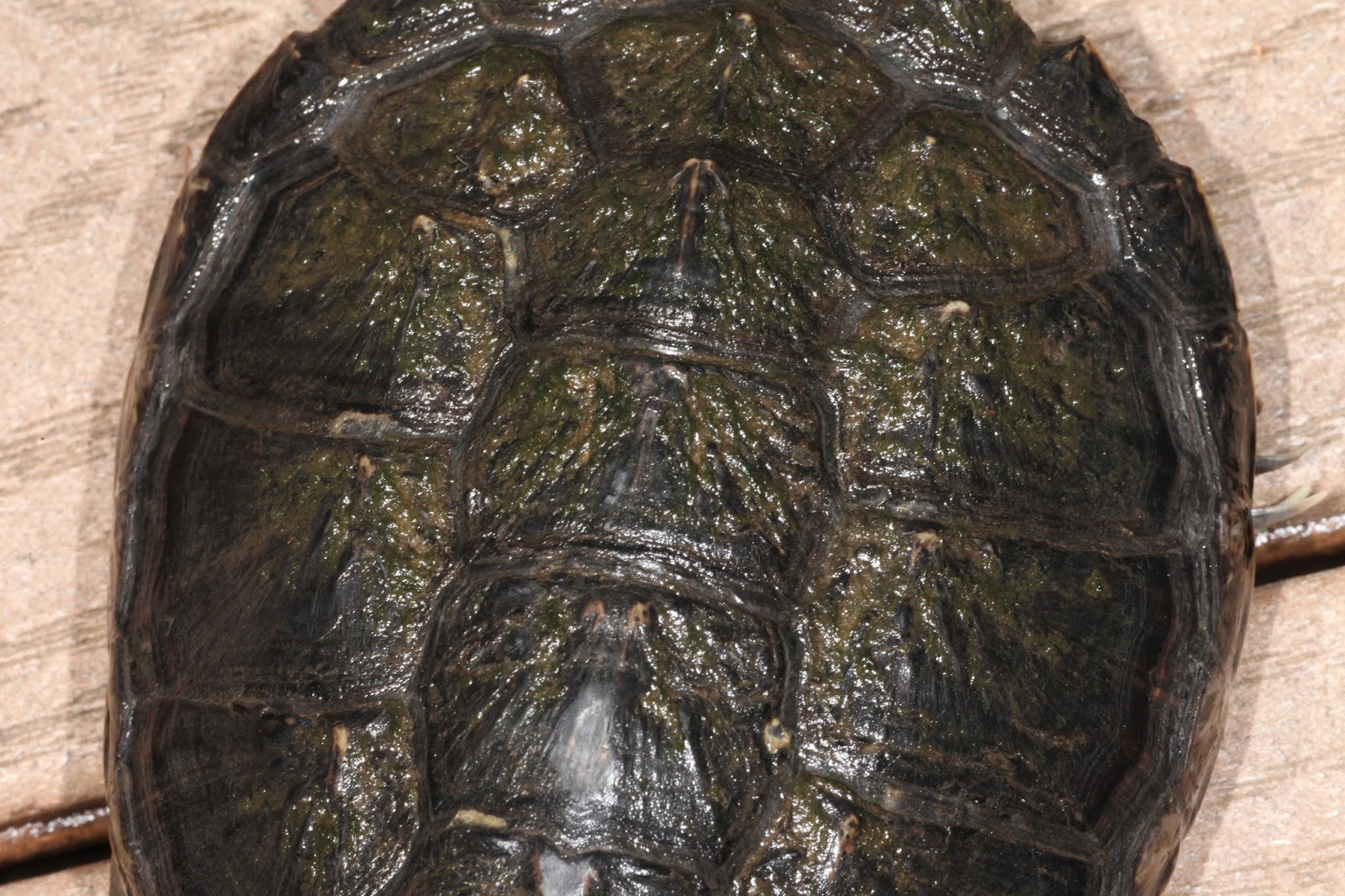 JaredDavidsonPhotography: Difference between an Alligator Snapping ...