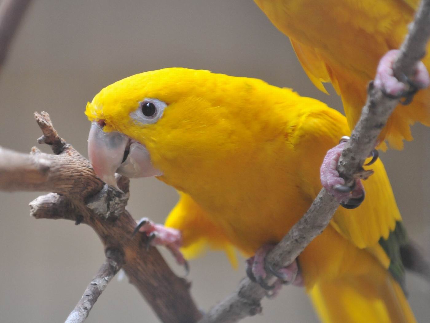 Japan: Golden Conure Parrot Free Wallpapers
