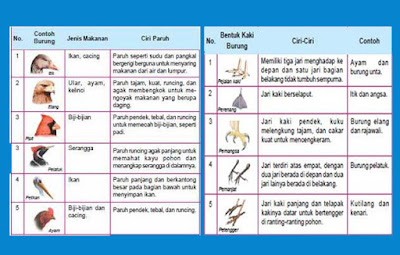 14 Contoh Adaptasi Morfologi Pada Hewan Dan Contohnya