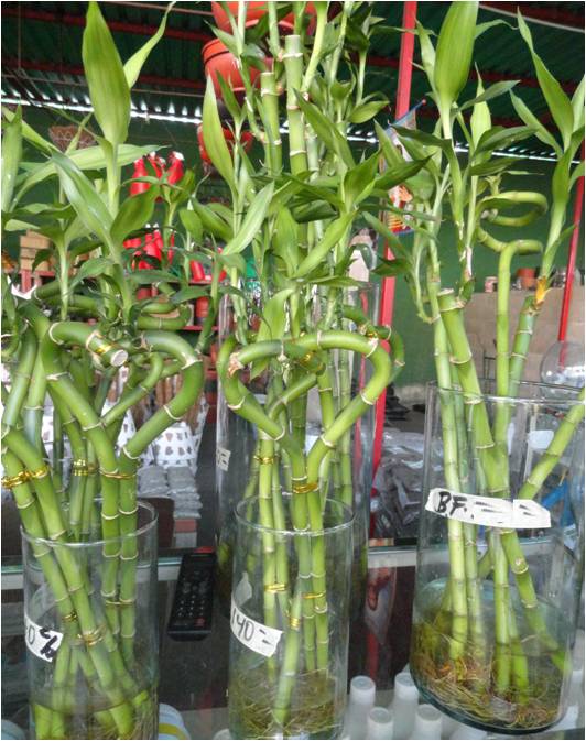 La Doctora De Las Plantas: Consejos para cuidar sus plantas de lucky ...