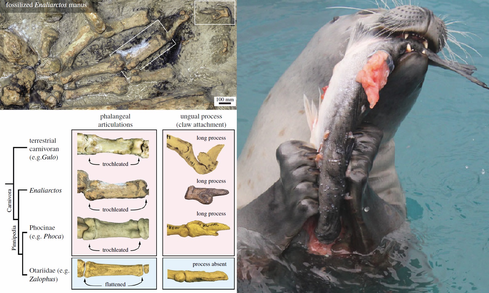 The Coastal Paleontologist: 2018 in review: advances in marine mammal ...