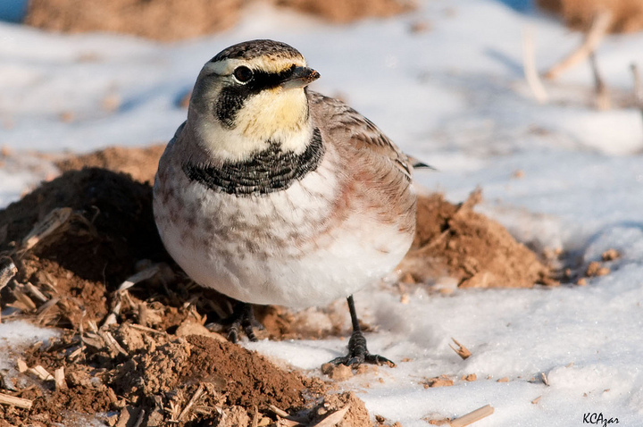 Olympus Mt - Blog για την ορειβασία στην Ελλάδα: Αξιόλογα Πτηνά του ...