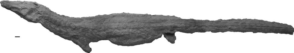 Waxing Paleontological: Adorable Triassic Pseudosuchians