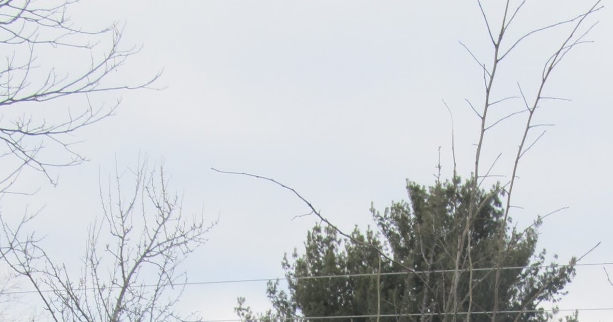 Eaton Rapids Joe: Topping out pear trees