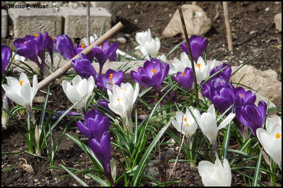 Un giardino di perenni in Ticino: Tre settimane di ritardo!